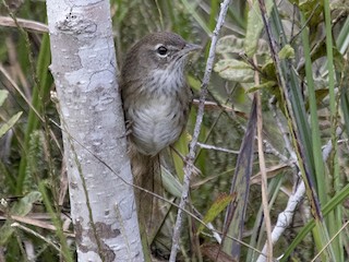 Gray Emutail - eBird