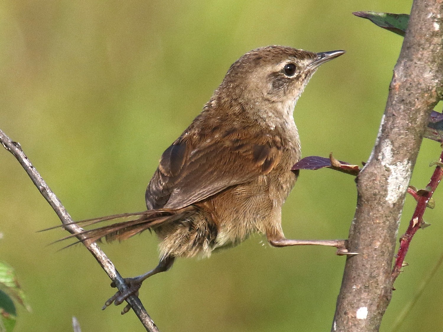 Grey Emutail - eBird