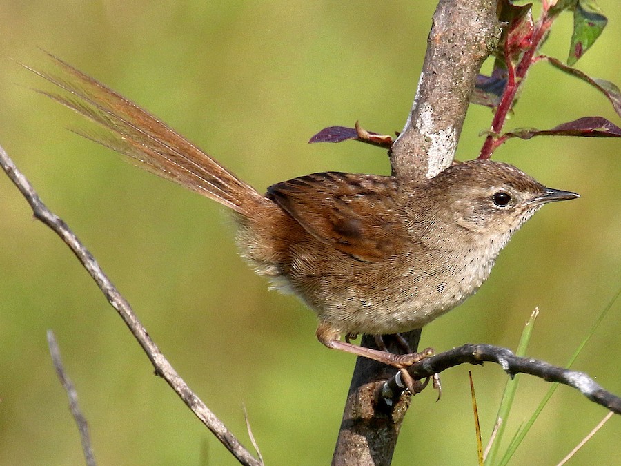 Grey Emutail - eBird
