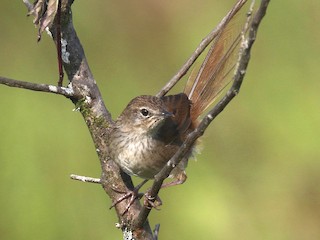 Gray Emutail - eBird