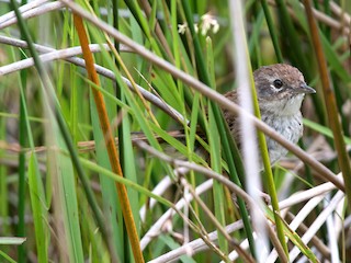 Gray Emutail - eBird