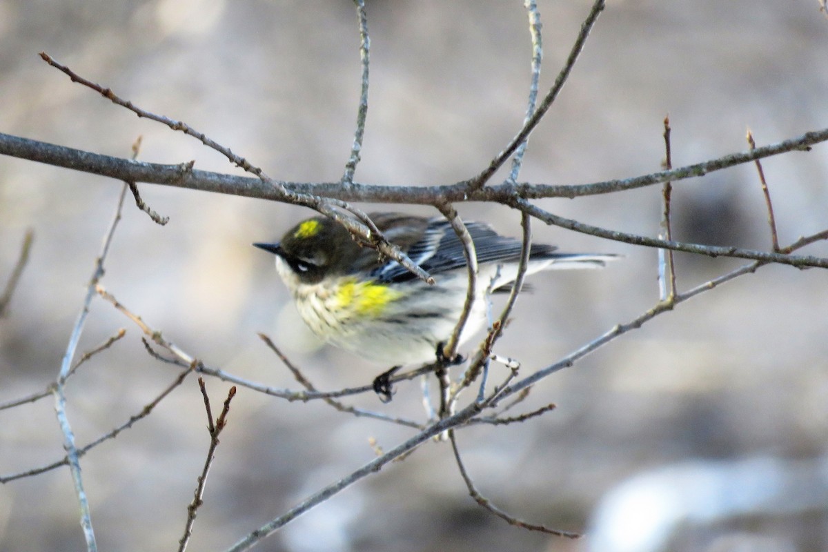 eBird Checklist - 8 Dec 2019 - Dunback Meadow - 16 species
