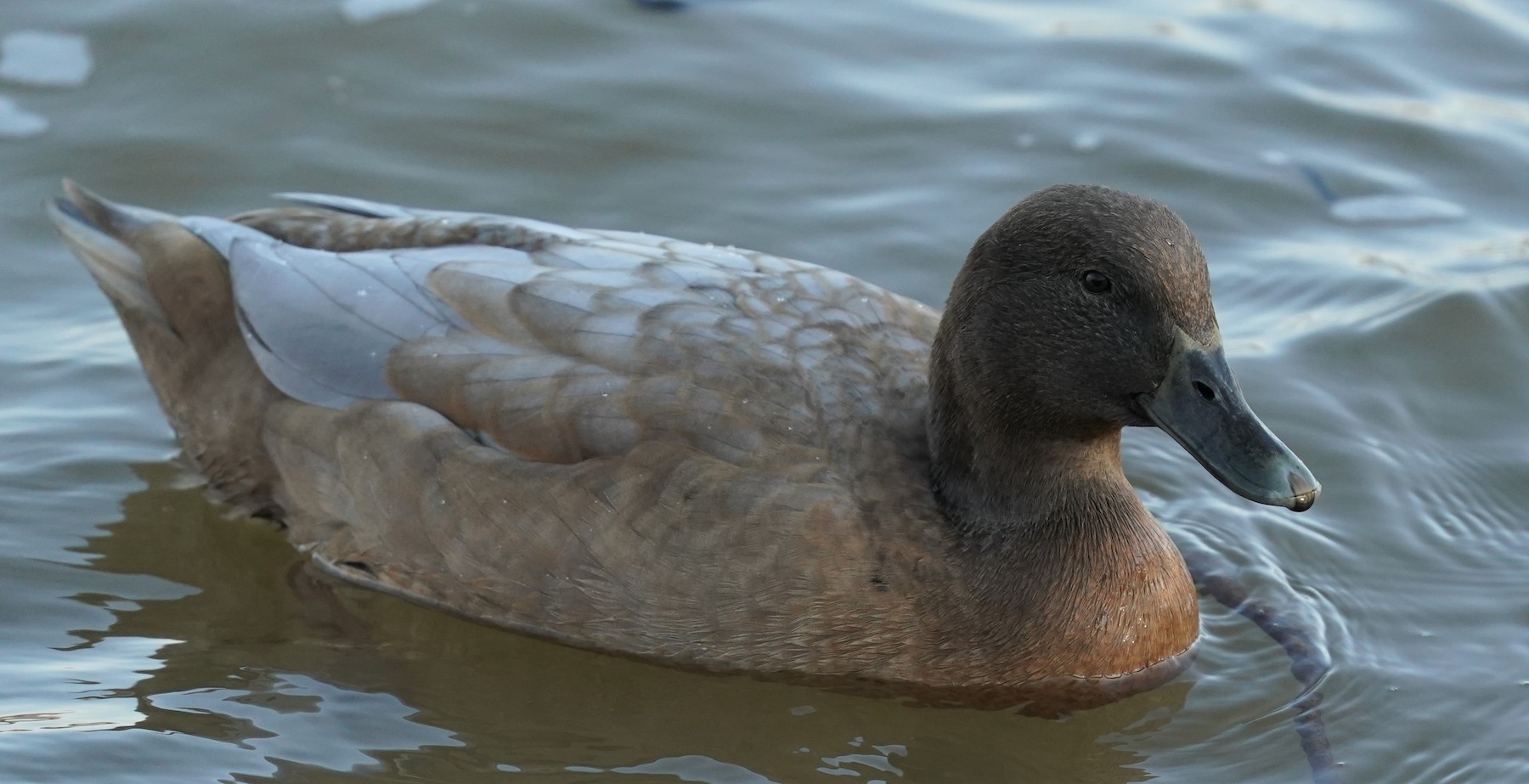 duck sp. - eBird