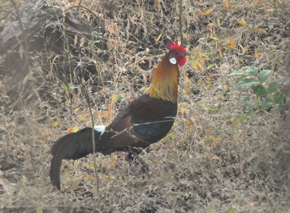 eBird India Checklist - 7 Dec 2019 - Pench Tiger Reserve, Maharashtra ...