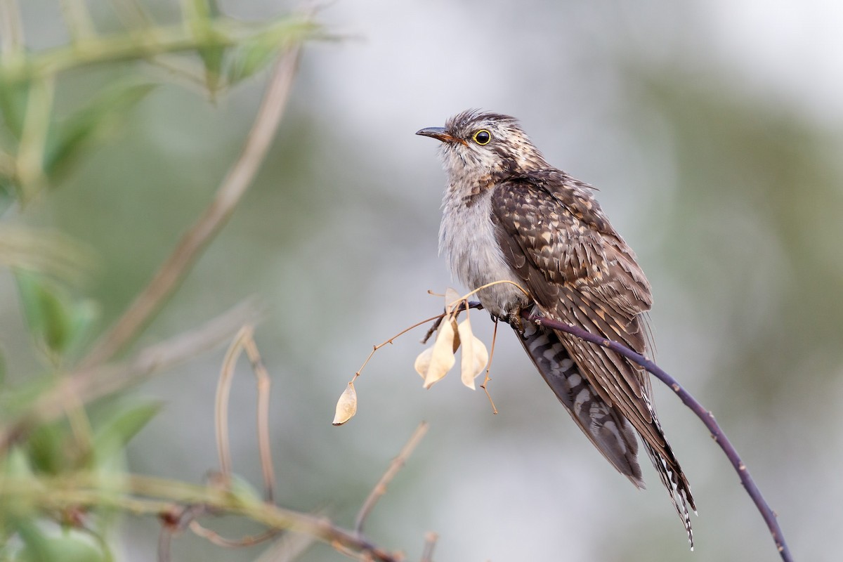 eBird Checklist - 12 Dec 2019 - Oxley Creek Common - 70 species