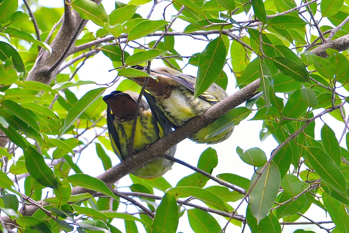 eBird Checklist - 12 Dec 2019 - Dairy Farm Nature Park - 16 species (+1 ...