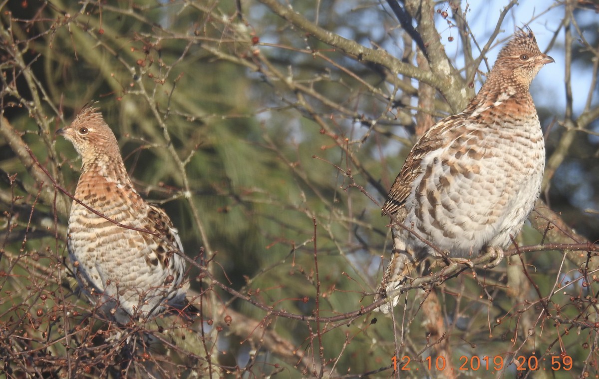 eBird Checklist - 12 Dec 2019 - Baum Road yard - 12 species