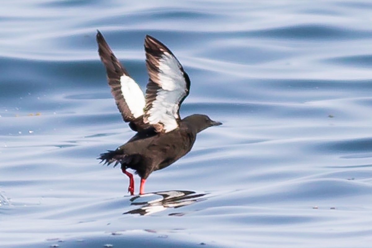 eBird Checklist - 10 Jul 2019 - Acadia NP--Ship Harbor Trail - 19 species