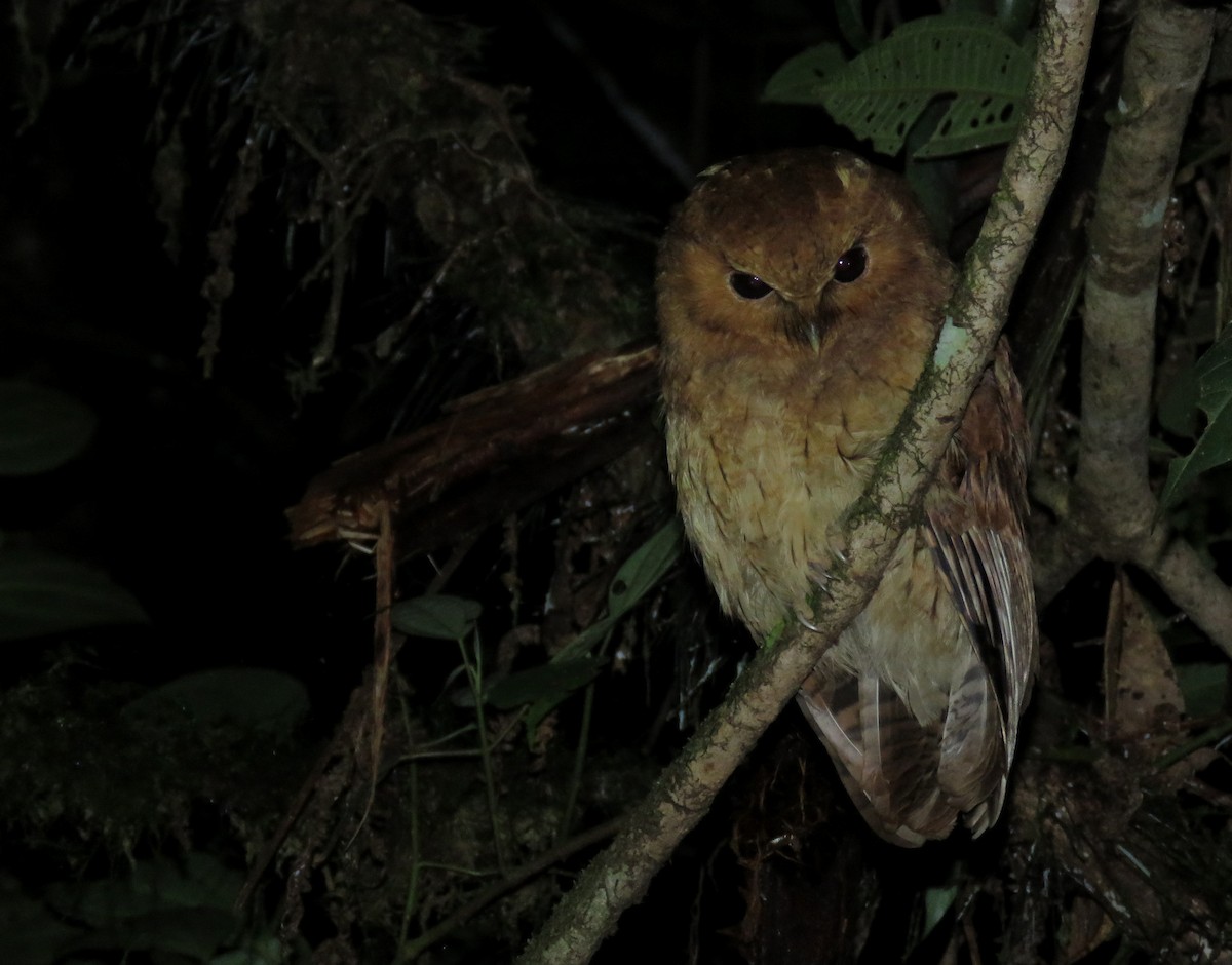 eBird Checklist - 17 Nov 2019 - Reinita Cielo Azul ProAves Reserve - 1 ...