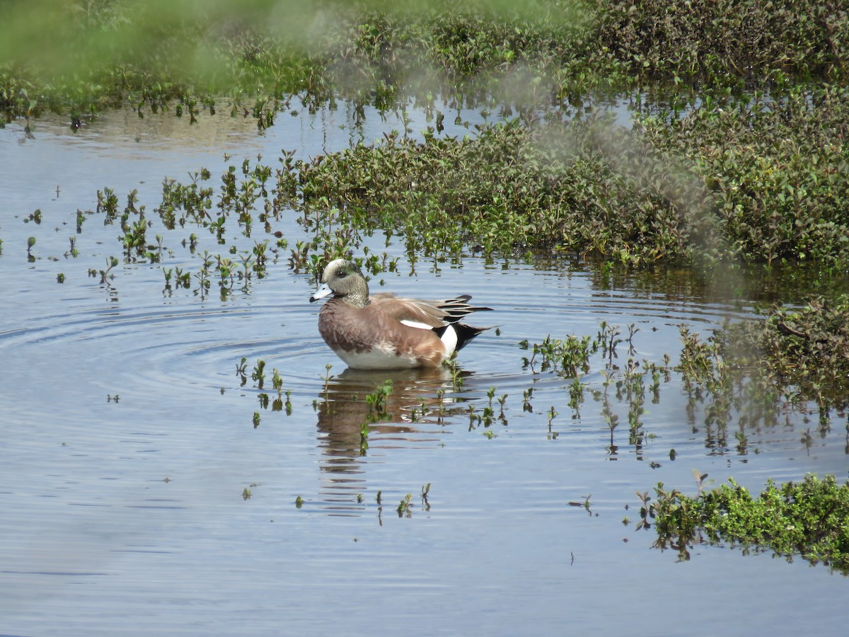 eBird Checklist - 12 Dec 2019 - Muizenberg Dam - 17 species