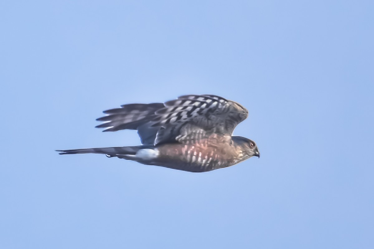 eBird Checklist - 12 Dec 2019 - Wikiup Yard - 11 species