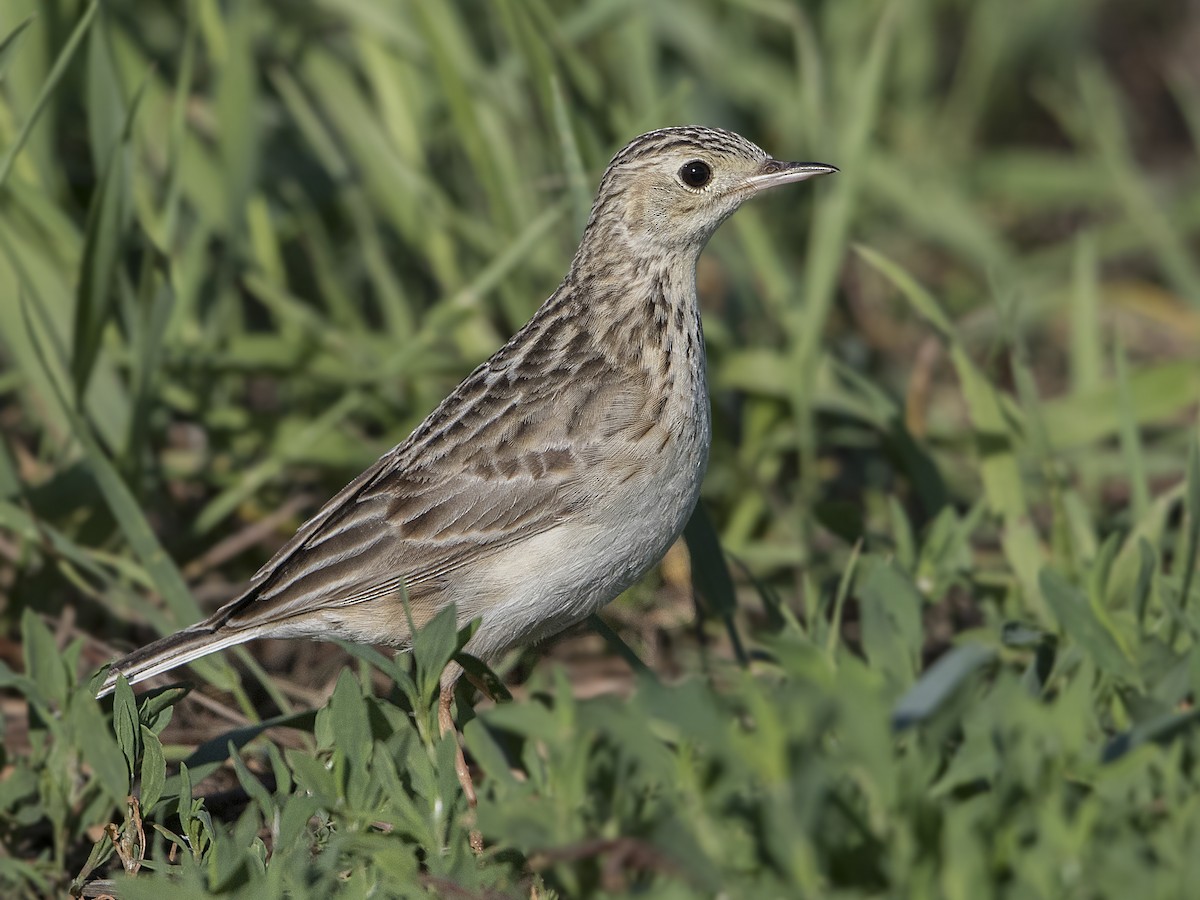 Sprague's Pipit - Anthus spragueii - Birds of the World