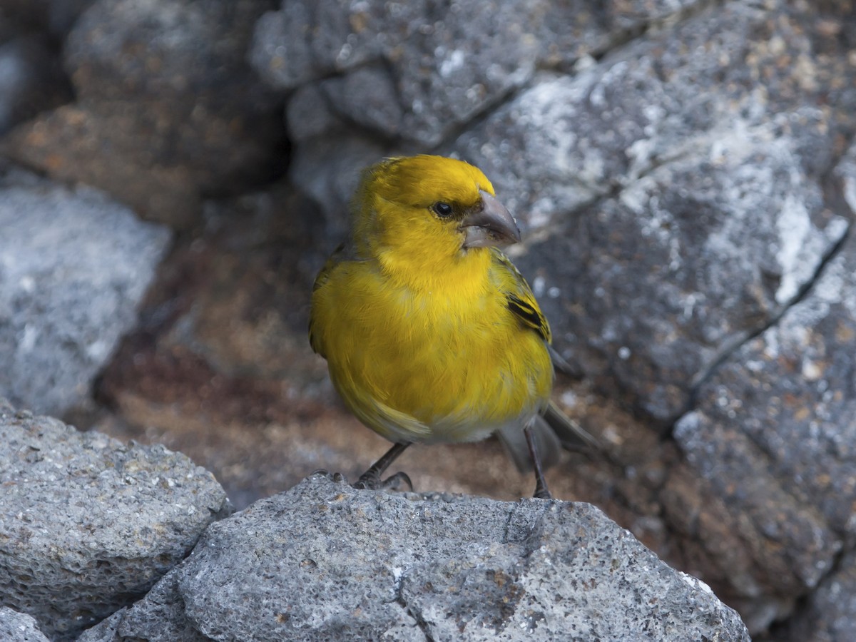 Nihoa Finch - Telespiza ultima - Birds of the World