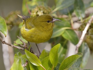 Oahu Amakihi - Chlorodrepanis flava - Birds of the World