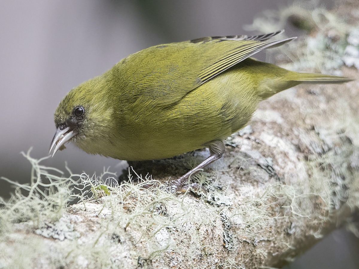 Hawaii Creeper - Loxops mana - Birds of the World