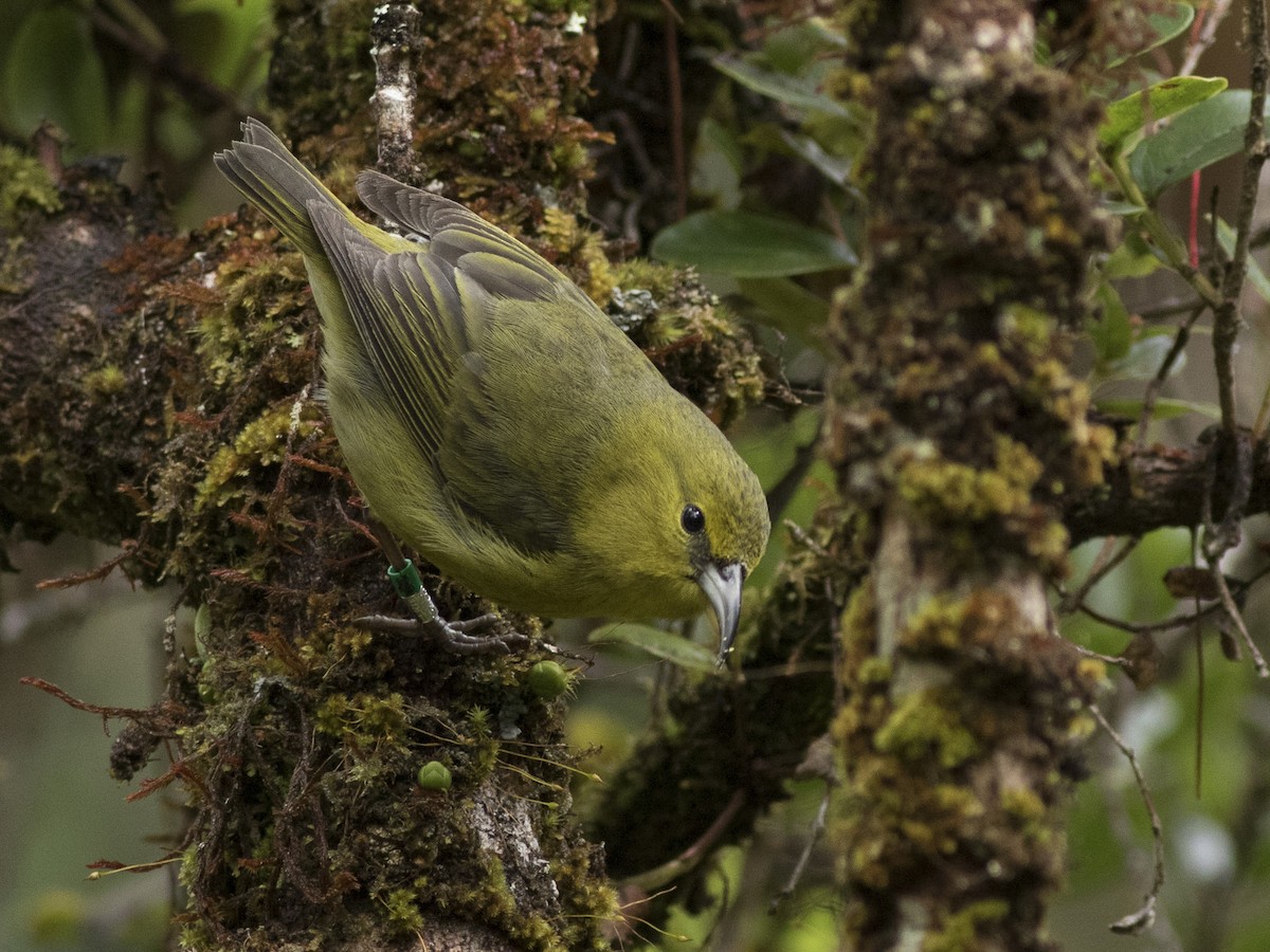 Kauai Amakihi - Chlorodrepanis stejnegeri - Birds of the World
