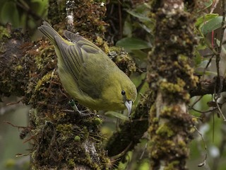 Kauai Amakihi - Chlorodrepanis stejnegeri - Birds of the World