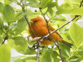 Hawaii Akepa - Loxops coccineus - Birds of the World