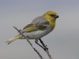 Palila - Loxioides bailleui - Birds of the World
