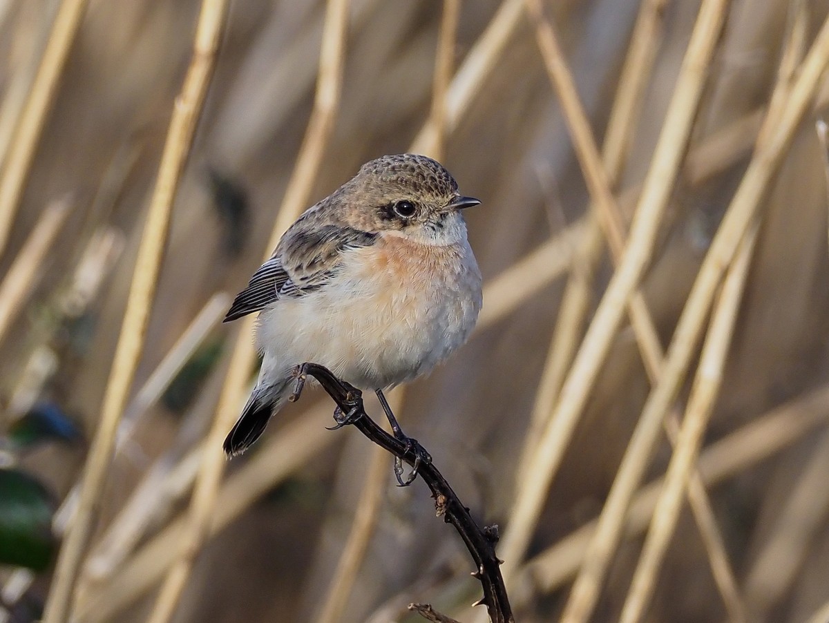Siberian Stonechat (Siberian) - eBird