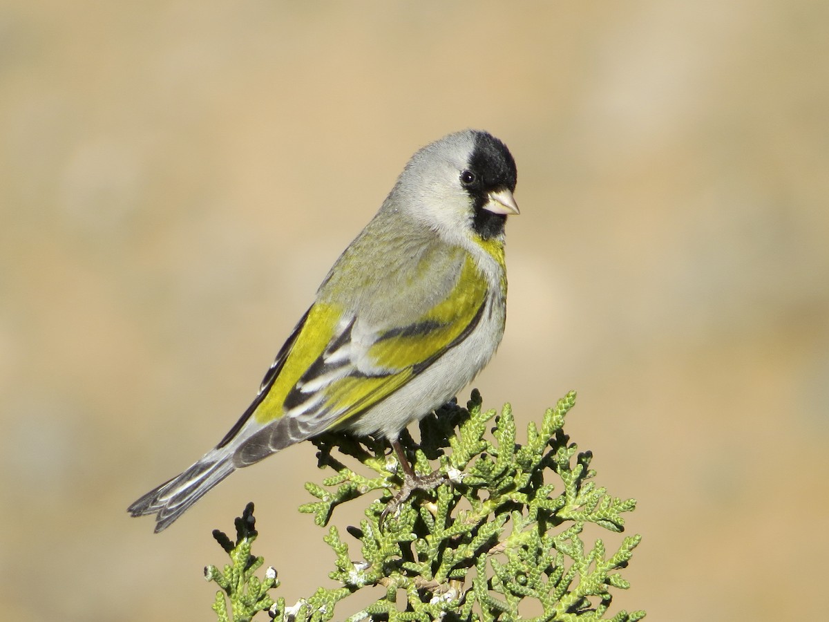 Lawrence's Goldfinch - Spinus lawrencei - Birds of the World