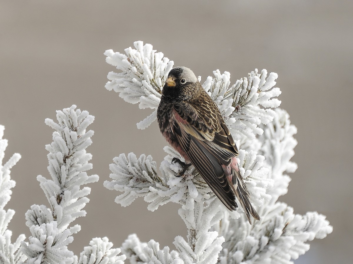 Black Rosy-Finch - Leucosticte atrata - Birds of the World