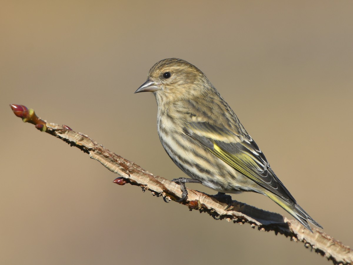 Pine Siskin - Spinus pinus - Birds of the World