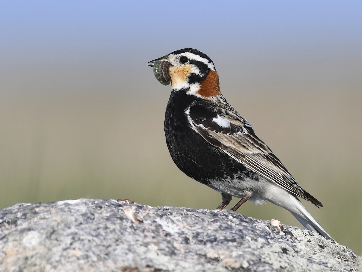 Chestnut-collared Longspur - Calcarius ornatus - Birds of the World