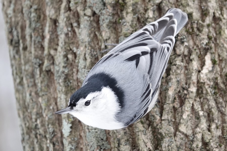 White-breasted Nuthatch (Eastern) - eBird
