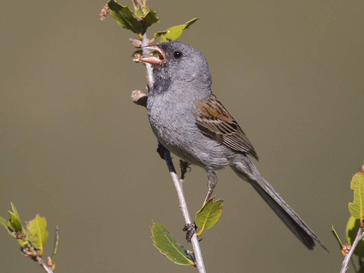 Black-chinned Sparrow - Spizella atrogularis - Birds of the World