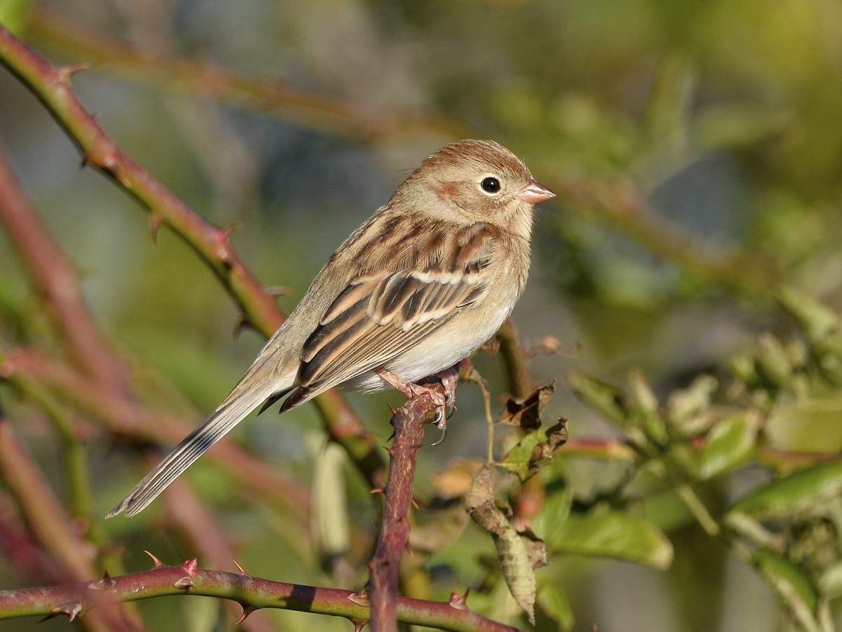 Field Sparrow - Spizella pusilla - Birds of the World