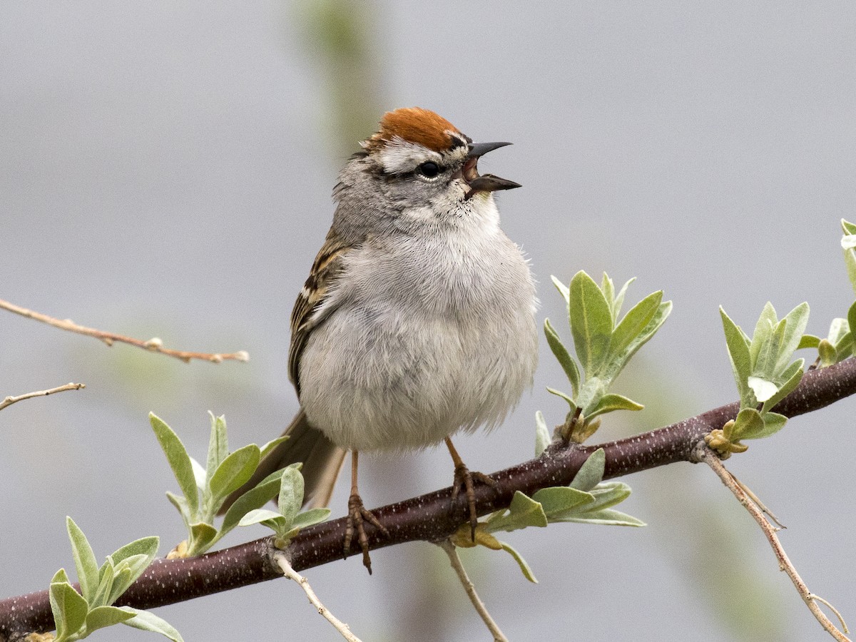 Chipping Sparrow - Spizella passerina - Birds of the World