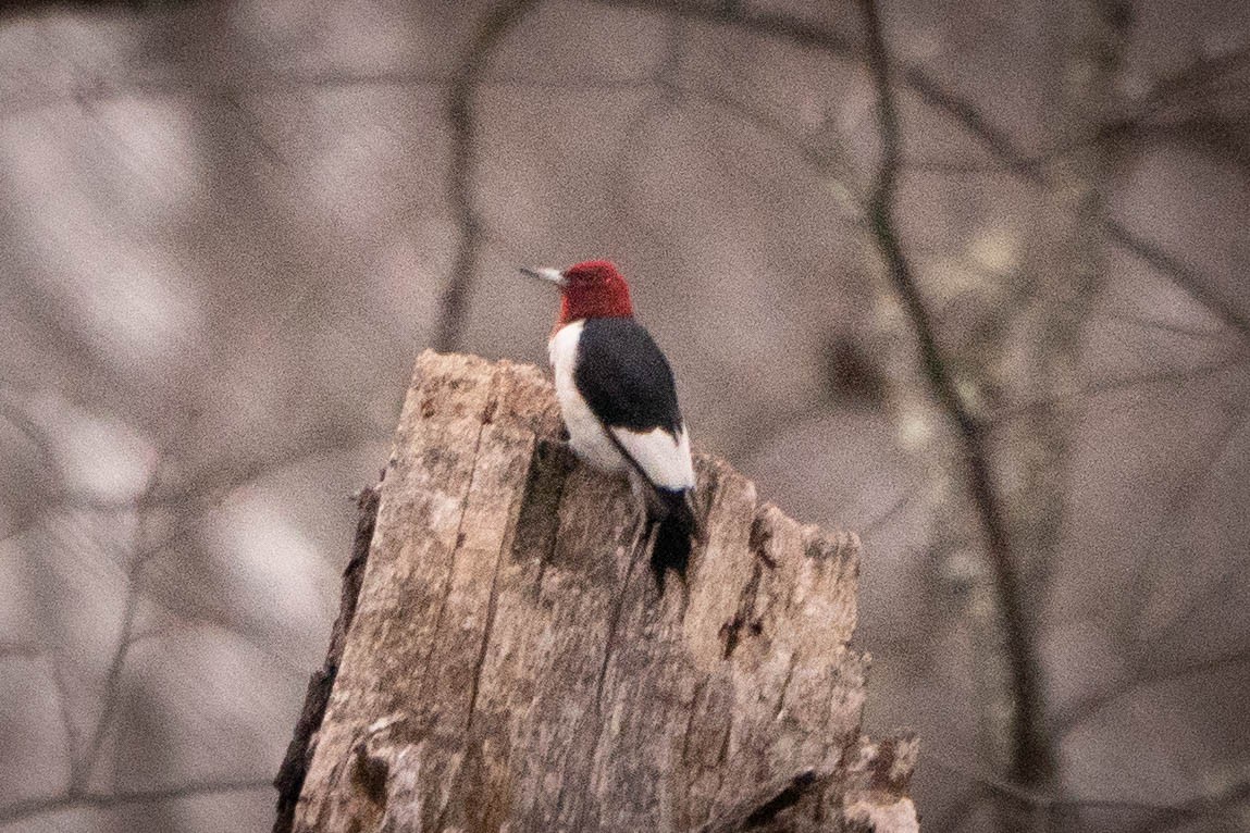 eBird Checklist - 13 Dec 2019 - Duke Island Park - 15 species