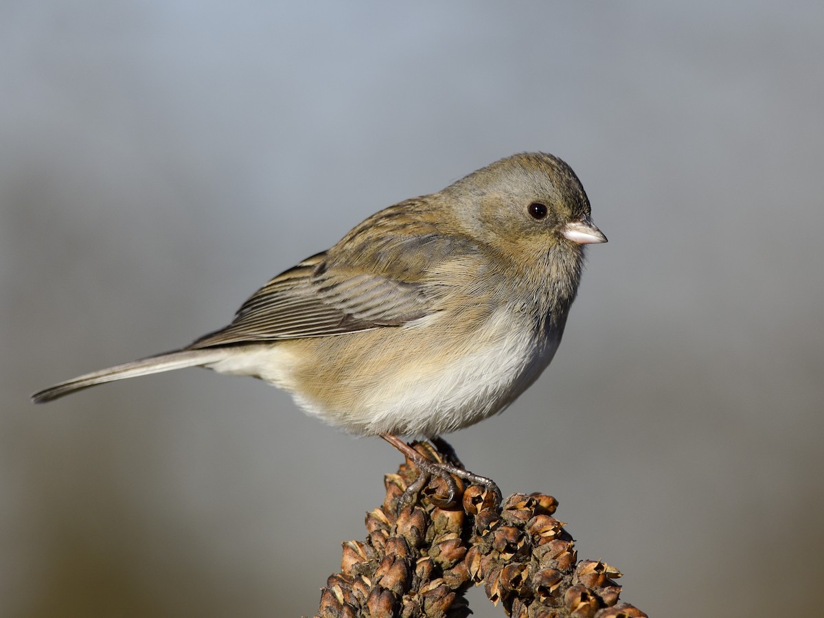 Dark-eyed Junco - Junco hyemalis - Birds of the World