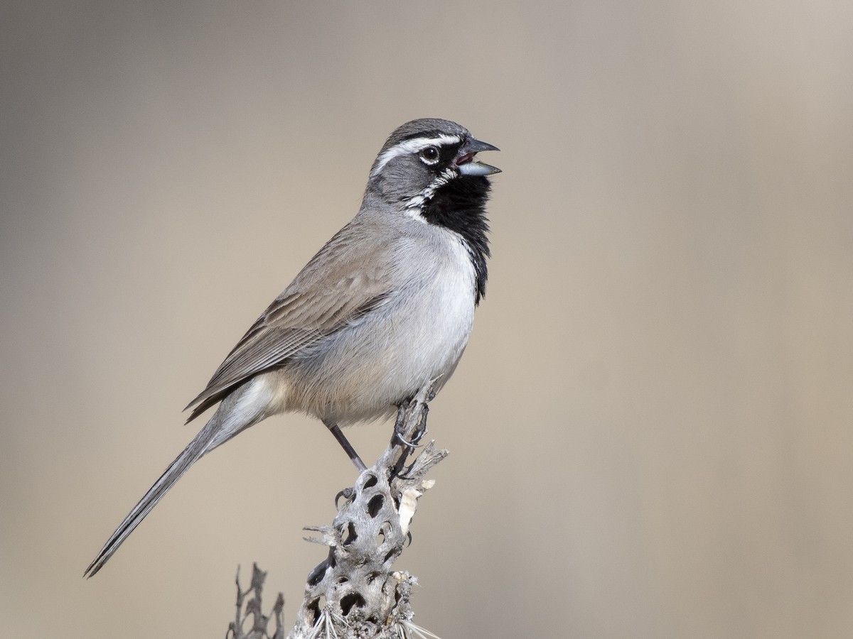 Black-throated Sparrow - Amphispiza bilineata - Birds of the World