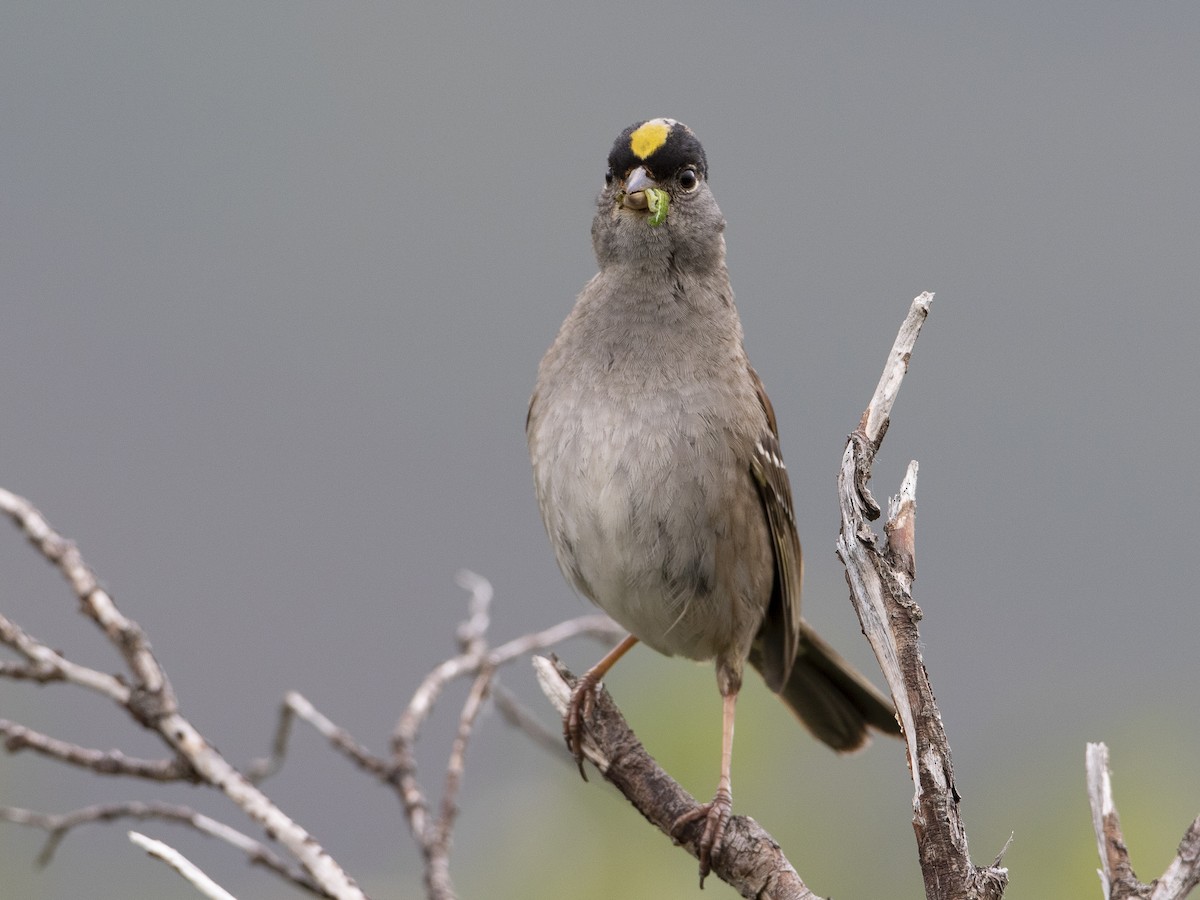 Golden-crowned Sparrow - Zonotrichia atricapilla - Birds of the World