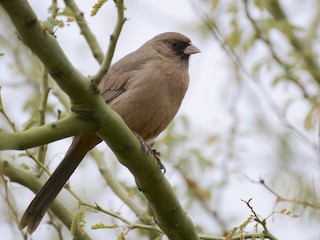 Abert's Towhee - Melozone aberti - Birds of the World