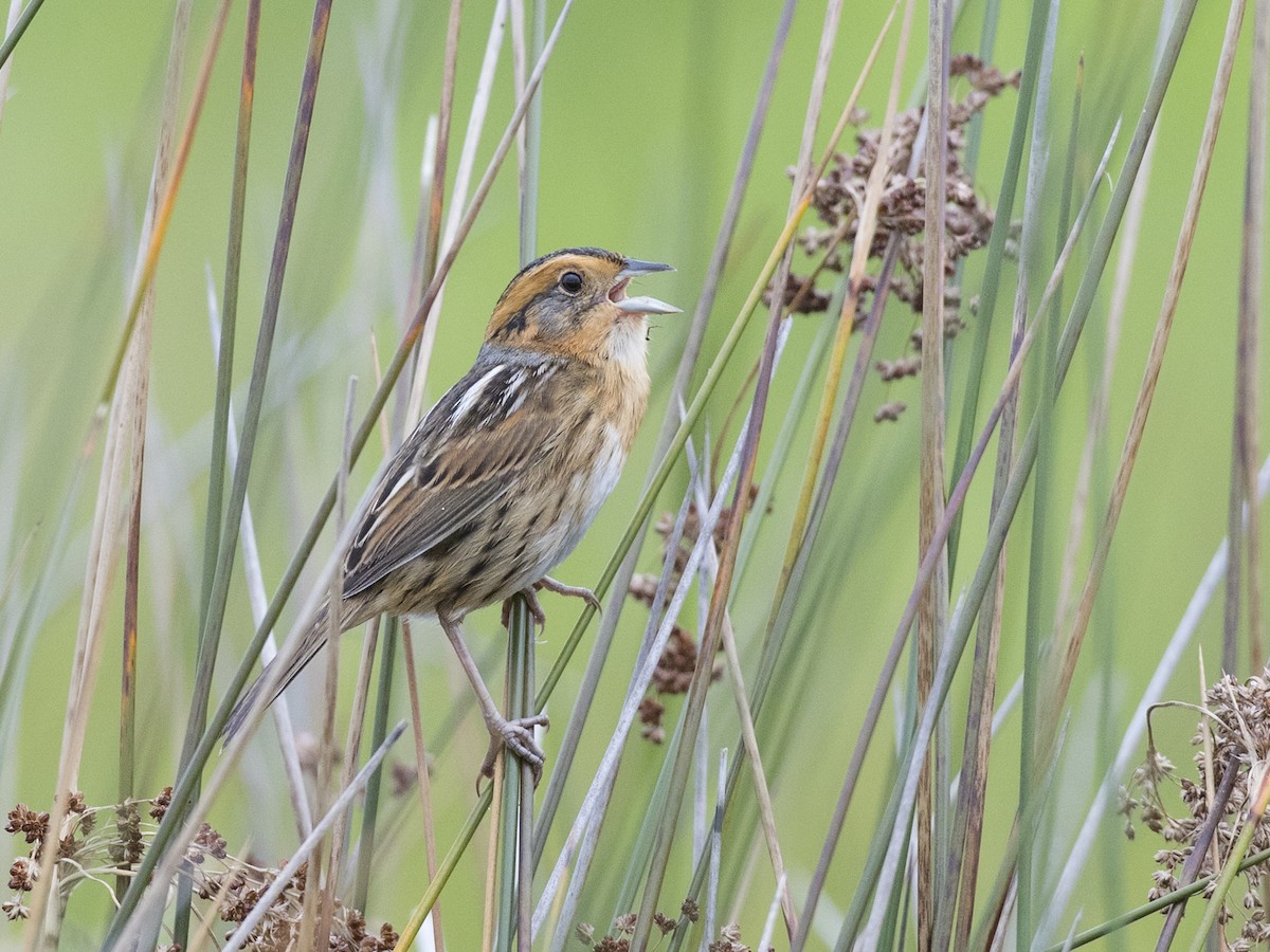 Nelson's Sparrow - Ammospiza nelsoni - Birds of the World