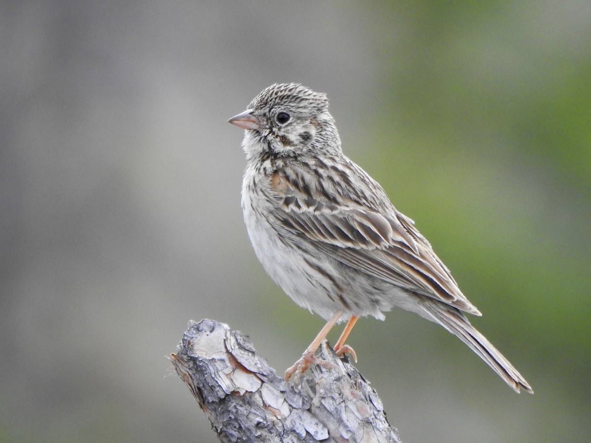 Vesper Sparrow - Pooecetes gramineus - Birds of the World