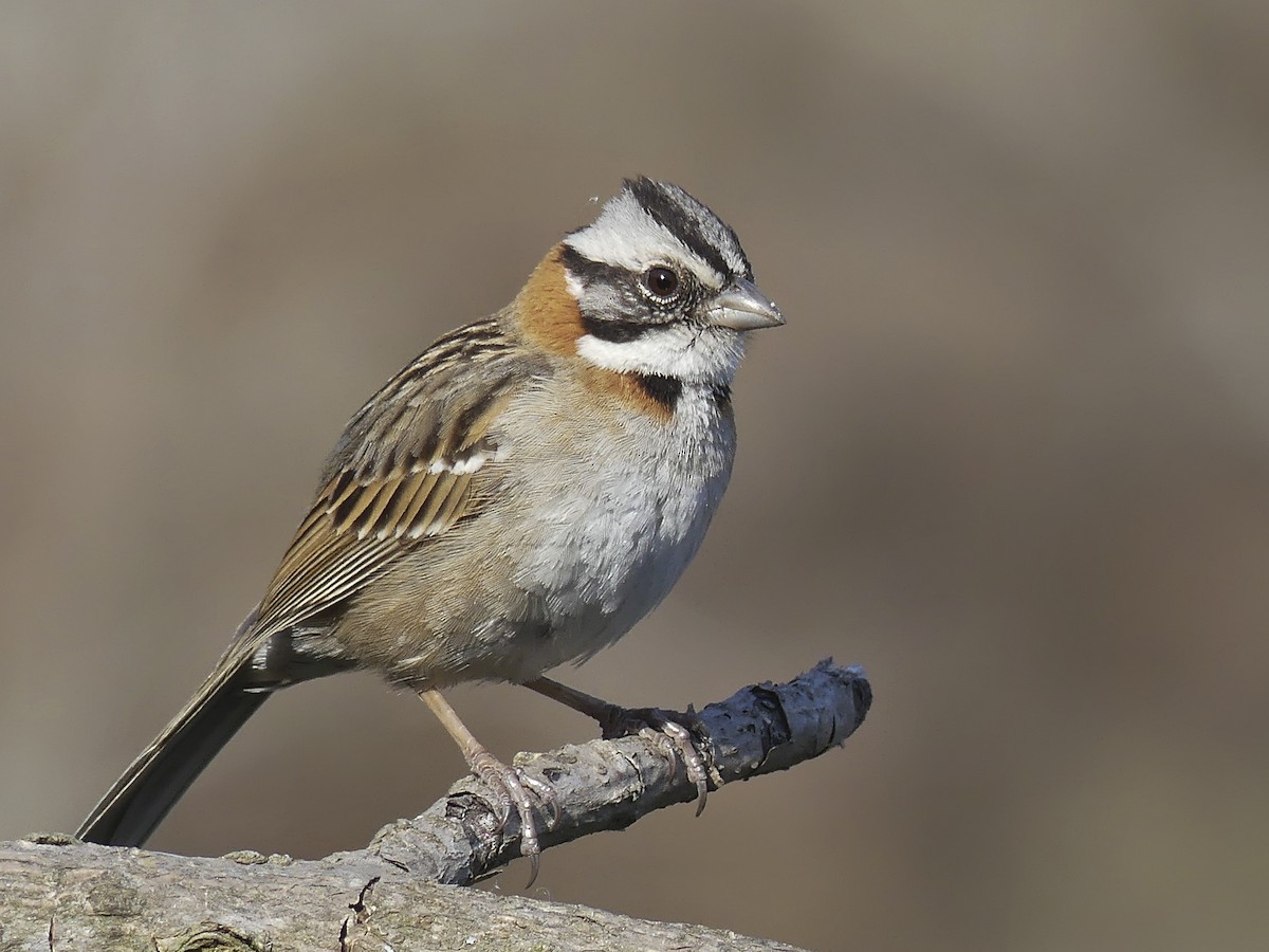 Rufous-collared Sparrow - Zonotrichia capensis - Birds of the World