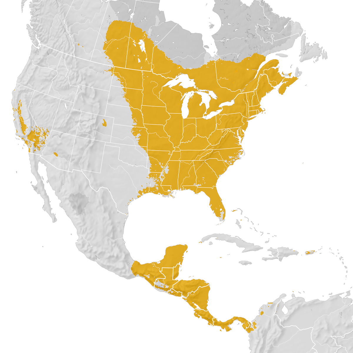 Chestnut-sided Warbler - Range map: Post-breeding migration - eBird ...