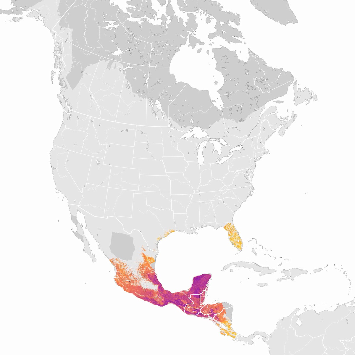 Least Flycatcher - Abundance animation - eBird Status and Trends