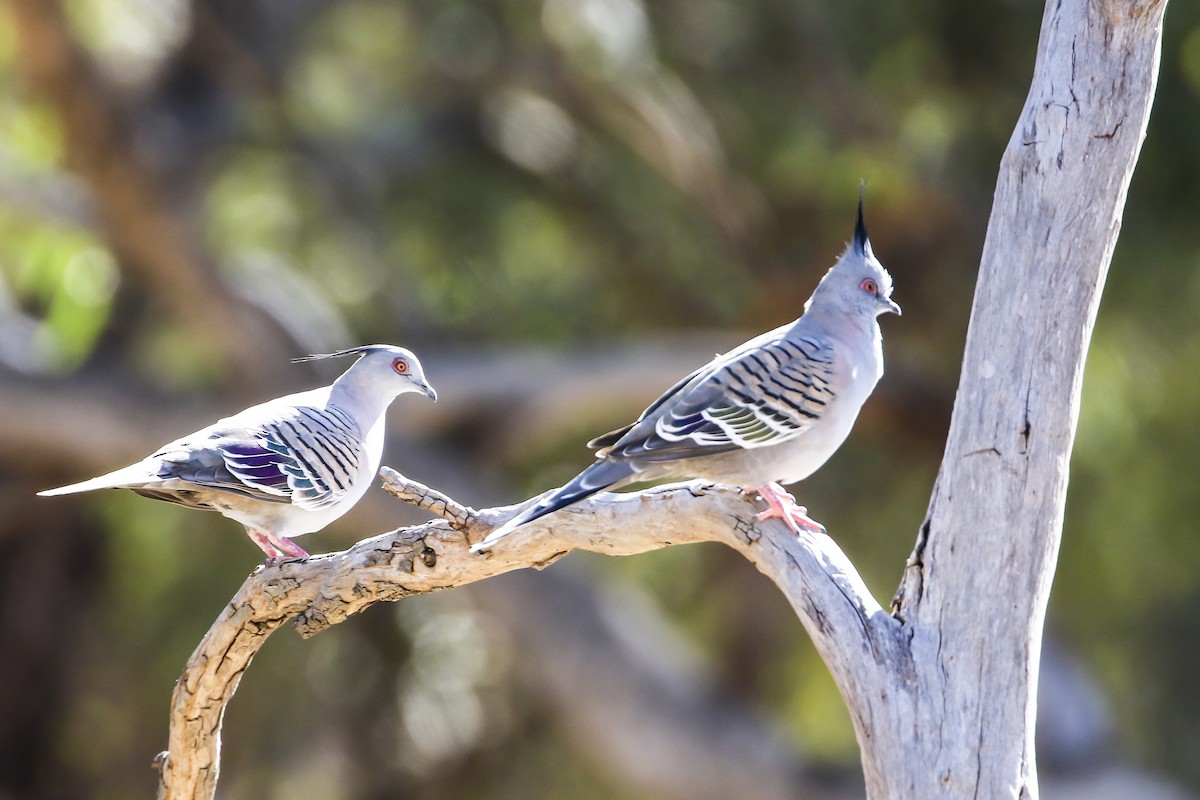 eBird Australia Checklist - 14 Dec 2019 - Australian Botanic Gardens ...