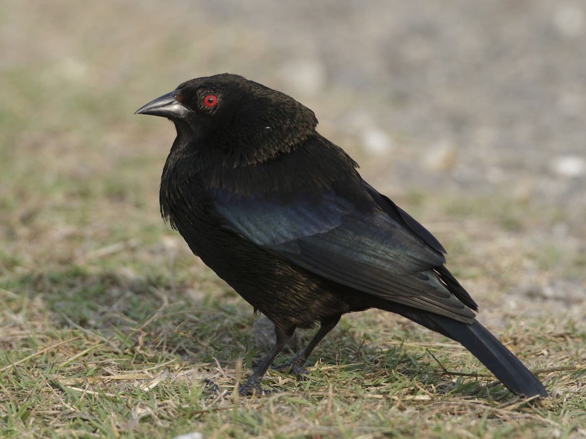 Bronzed Cowbird - Molothrus aeneus - Birds of the World