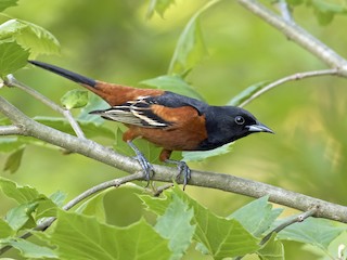 Orchard Oriole - Icterus spurius - Birds of the World