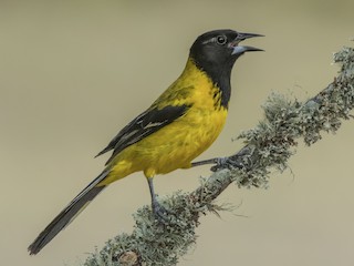 Audubon's Oriole - Icterus graduacauda - Birds of the World