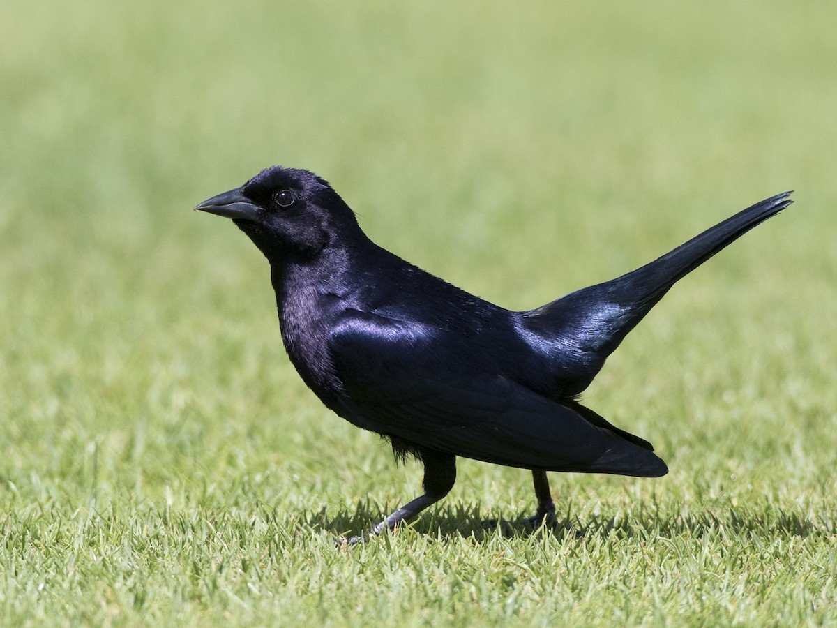 Shiny Cowbird - Molothrus bonariensis - Birds of the World