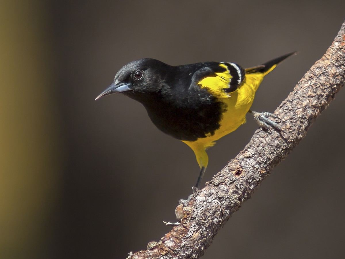 Scott's Oriole - Icterus parisorum - Birds of the World