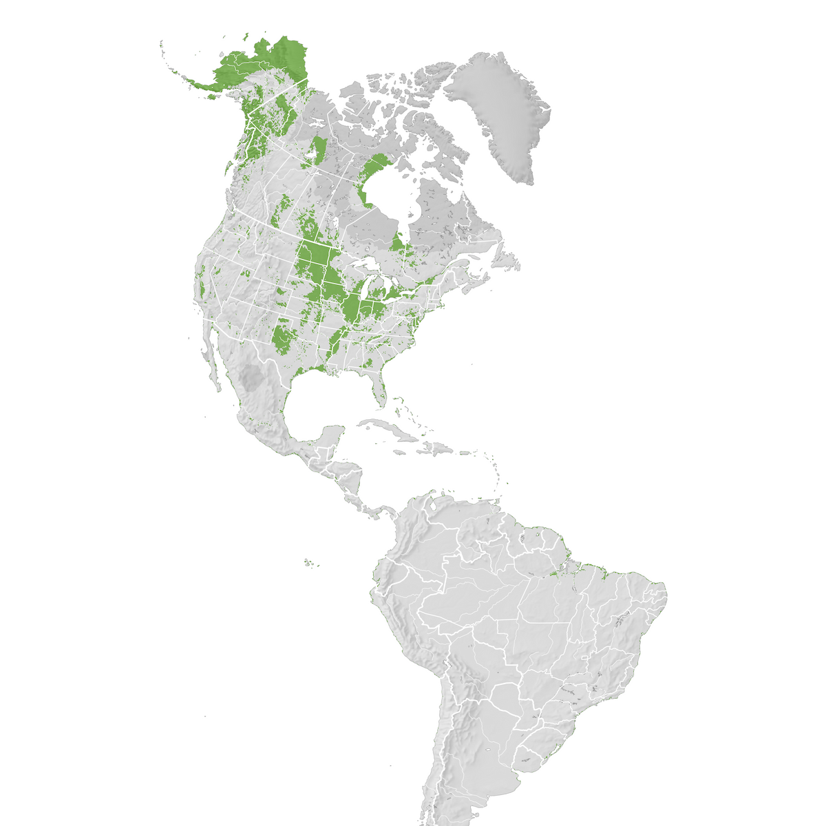 Ebird Migration Maps - Printable Cards