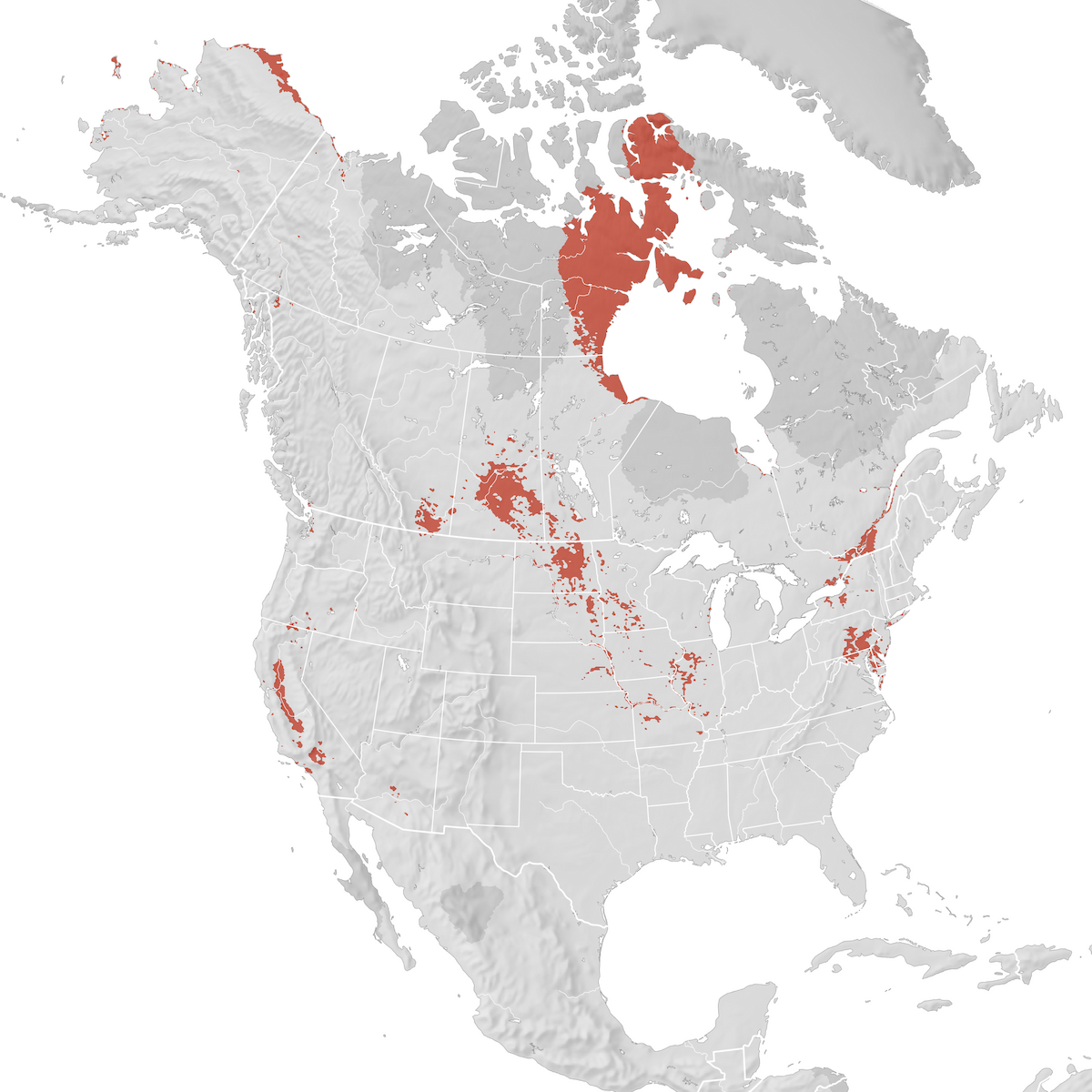 Snow Goose - Range map: Breeding - eBird Status and Trends